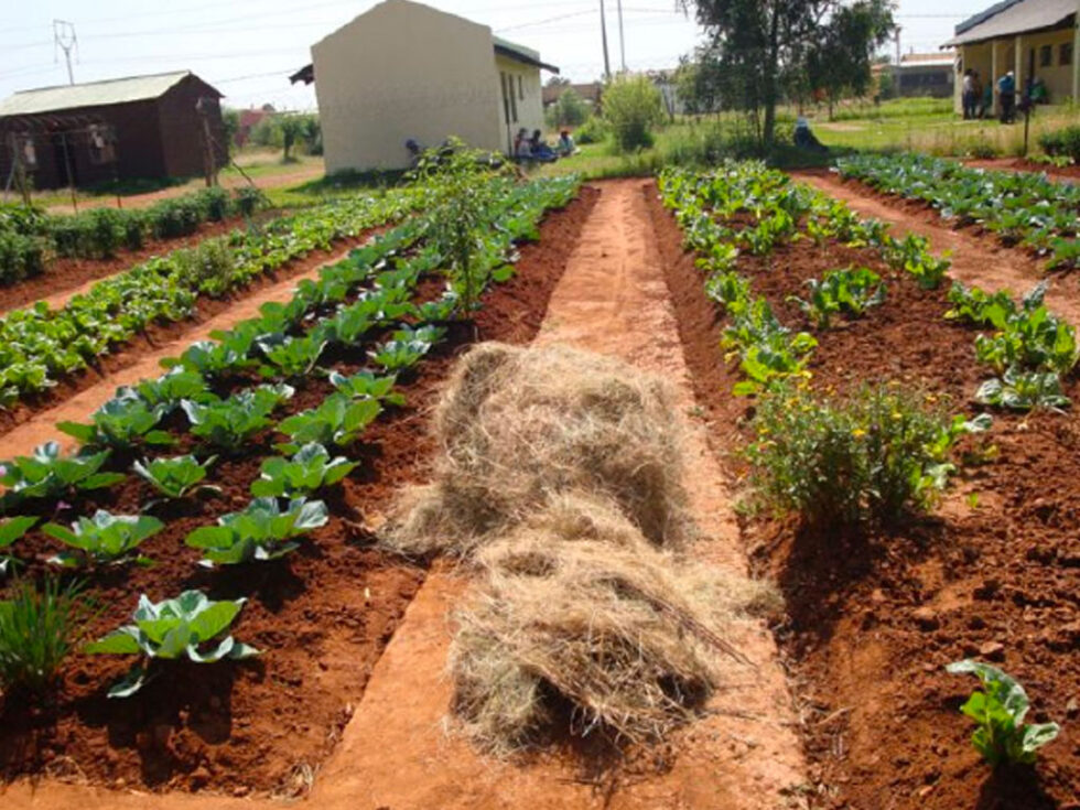 Sustainable Livelihood Initiatives | Planact